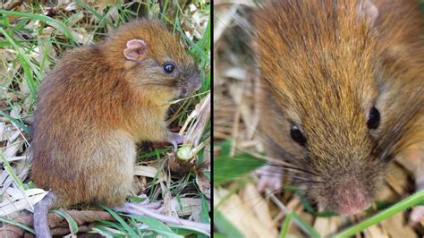 Avistan Un Toro De Los Chusques Una Especie En Peligro De Extinción Infobae