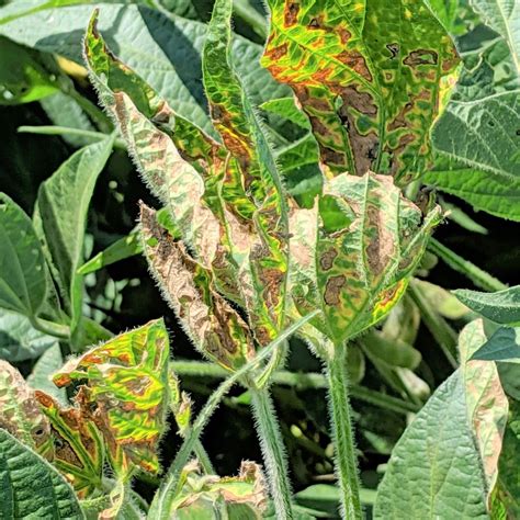 Sudden Death Syndrome Starting To Develop In Soybeans