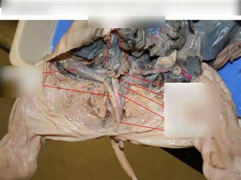 Fetal Pig Reproductive System Female Diagram Quizlet
