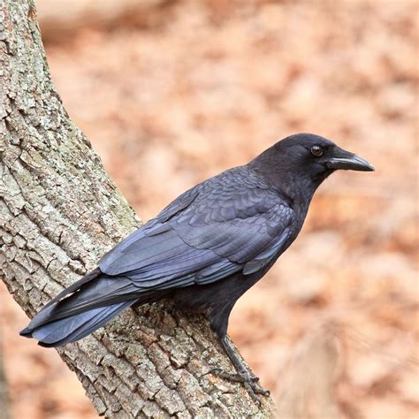 American Crow Audubon Field Guide