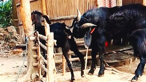 Beautiful Goat Farm New Video Episode 982 । बकरी सुंदर सुंदर बकरी