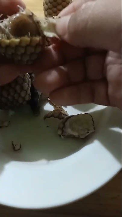 Sweet Seedless Litukohighland Fruit Igorotahighlandera Shorts