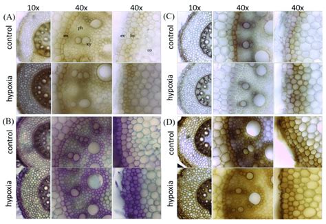 Visualization Of Lignin Its Precursors And Cellulose In The Mature