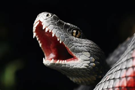 Premium Photo Snake Head With Forked Tongue Closeup