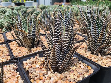 Growing Zebra Plants Haworthiopsis Attenuata