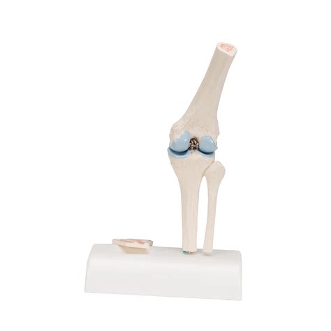 Anatomical Teaching Models Plastic Human Joint Models Mini Knee Joint