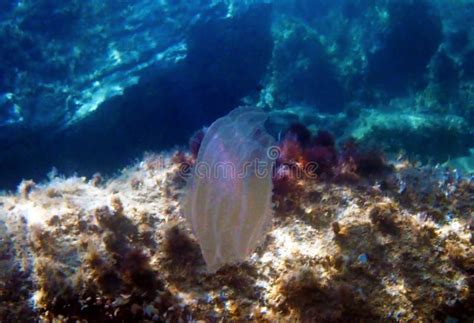 Sea Walnut Comb Jellyfish Mnemiopsis Leidyi Stock Image Image Of
