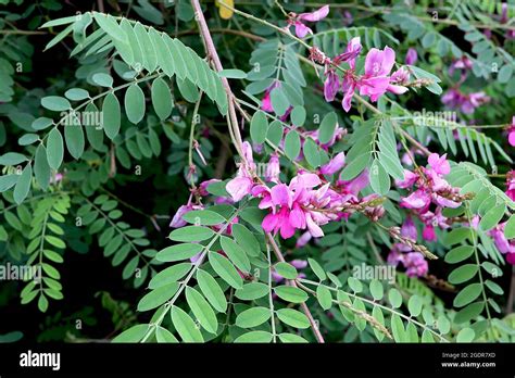 Indigofera Tinctoria True Indigo Arching Racemes Of Pea Like Violet