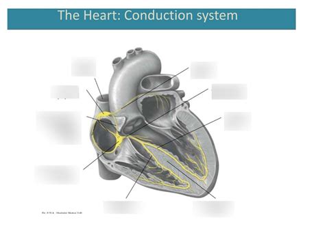 Conduction System Diagram Quizlet