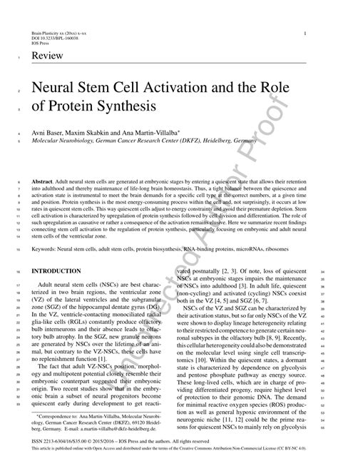 Pdf Neural Stem Cell Activation And The Role Of Protein Synthesis