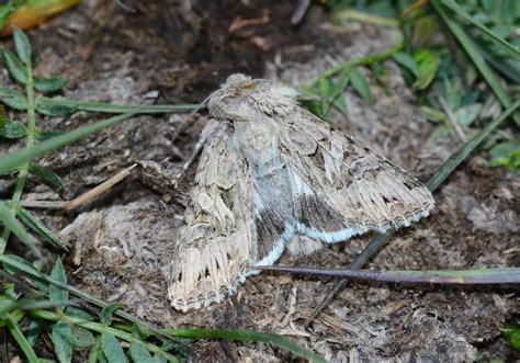 Anarta Eversmanni From Алайский район Киргизия On July 2 2019 At 0729 Am By Pavel Gorbunov