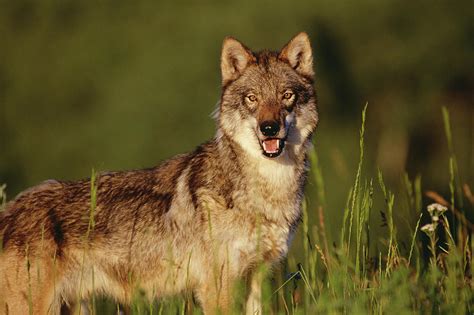 Timber Wolf Portrait North America Photograph By Tim Fitzharris Fine