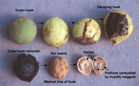 Plant Spotlight Black Walnut Juglans Nigra Philadelphia Orchard