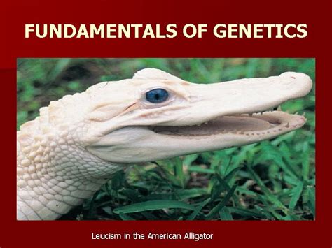 Fundamentals Of Genetics Leucism In The American Alligator
