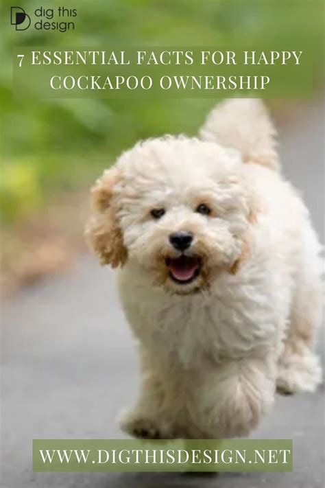 7 Essential Facts For Happy Cockapoo Ownership Dig This Design In