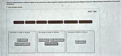 Texts Drag The Measurements Of Different Regions Of The Sarcomere To