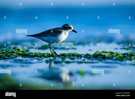 Beautiful Grey And White Lesser Sand Plover Bird Stand On Beach Alone