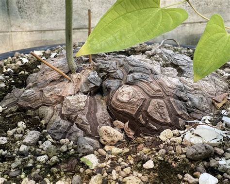 Dioscorea Mexicana 10 Seeds Cactussulentseed