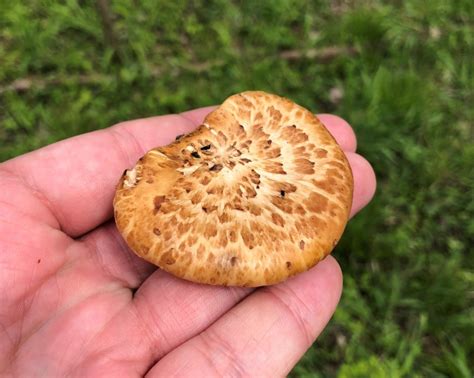 Pheasant Back Mushroom Marsala Sauce