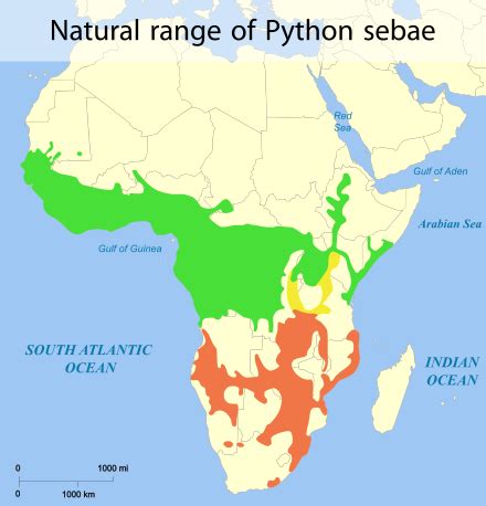 Central African Rock Python Wikipedia