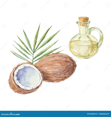 Coconut And A Bottle Of Coconut Oil Drawing By Watercolor Hand Stock