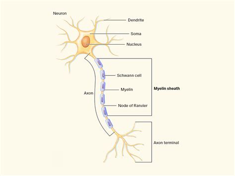 Understanding Multiple Sclerosis Ms What You Need To Know