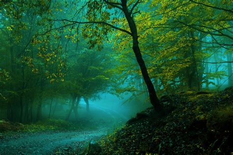 Misty Forest Road Wallpapers Wallpaper Cave