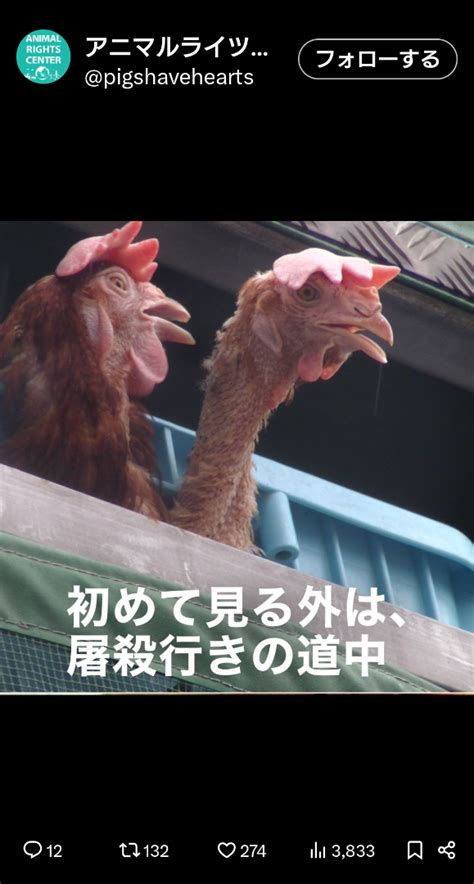 ”動物だって動物らしく” クローバーのブログ＊猫と不思議と日々雑感