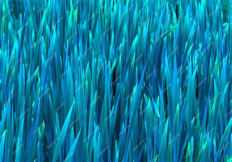 Premium Photo Closeup Of Bluegrass Growing Outside In A Garden With