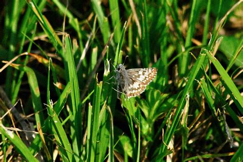 Tropical Checkered Skipper