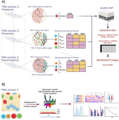 1480 Spatially Resolved T Cell Microenvironment In Mantle Cell Lymphoma Using Combined Image