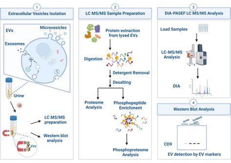 Chemical Affinity Based Isolation Of Extracellular Vesicles From Biofluids For Proteomics And