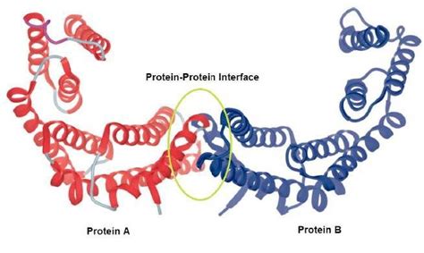 Illustration Of Protein Protein Interaction Render To Hotspots