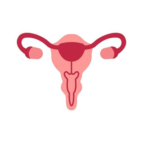 Hembra Reproducción Ilustración 63055944 Vector En Vecteezy