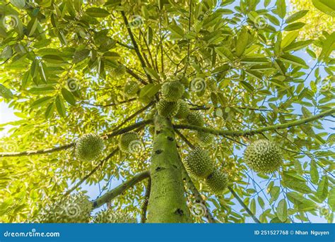 Durian Tree Fresh Durian Fruit On Tree Durians Are The King Of Fruits