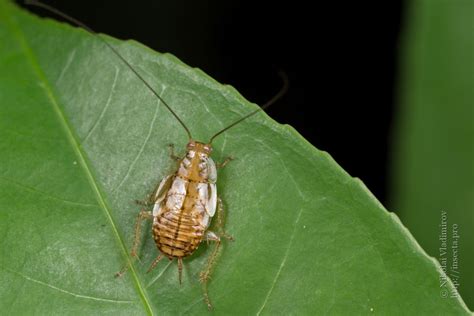 Photo 44144 Blattodea Sp