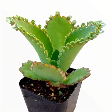 Discover The 9 Best Mother Of Thousands Varieties Mother Of Millions