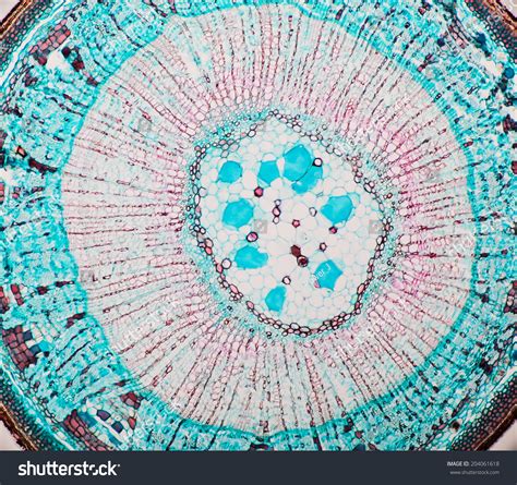 Stem Parenchyma Cross Section Microscopy MagnificationẢnh Có Sẵn204061618 Shutterstock