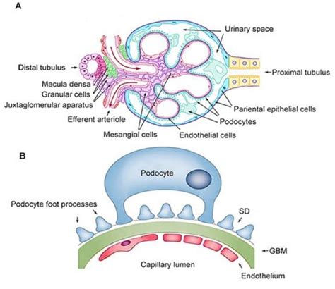Filtration Slits Anatomy Definition At Betty Crosby Blog