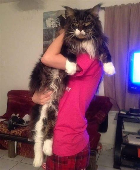 14 Of The Biggest And Most Beautiful Maine Coon Cats Ever