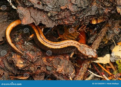 Natural Close Up On The Yellow Form Of The Western Redback Salamander