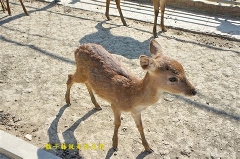 鹿境旅店梅花鹿園台版奈良公園墾丁必玩小奈良國境之南被小鹿斑比包圍了豔子藤旅遊地圖 豔子藤就是愛美食 udn部落格