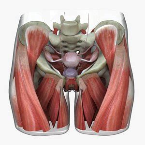 Modelos De 3d Vagina Turbosquid