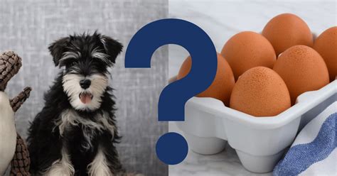 Can Dogs Eat Raw Eggs A Vets Opinion Vetnoms