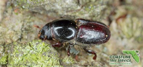 Combatting The Bark Beetle Invasion Coastline Tree Services Role In