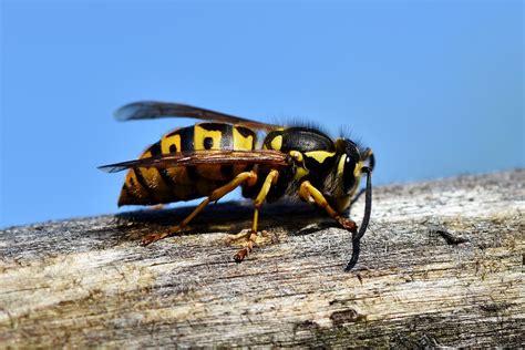 2000 Free Wasps And Insect Photos Pixabay