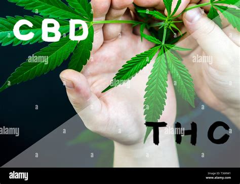 Cannabis Leaf In Hands With Main Cannabinoids Cbd And Thc Text Overlay