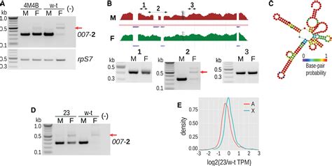 A Novel Factor Modulating X Chromosome Dosage Compensation In Anopheles Current Biology