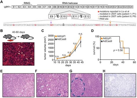Figures And Data In The Origins And Consequences Of Upf1 Variants In