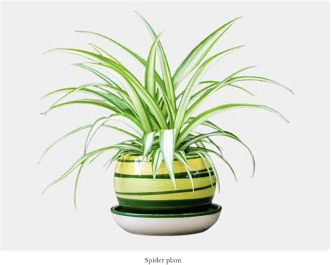 11 Best Air Purifying Plants For Indoors Low Light Bedroom Bathroom